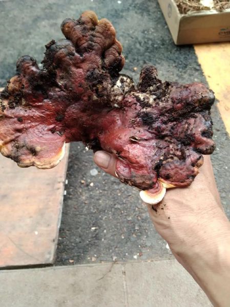 最贵的野生灵芝多少钱一斤_野生灵芝价格为什么那么高-第1张图片-山城妙识