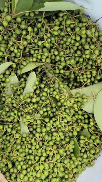 野生山胡椒长什么样_野生山胡椒图片怎么识别-第2张图片-山城妙识