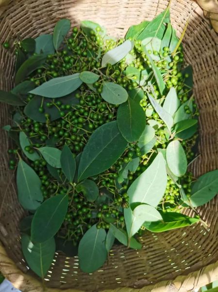 野生山胡椒长什么样_野生山胡椒图片怎么识别-第1张图片-山城妙识