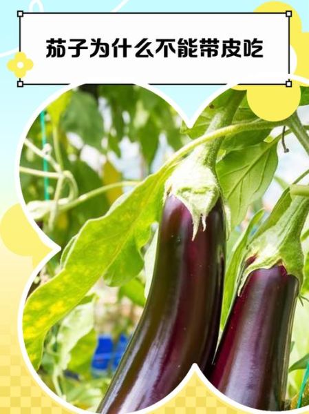 茄子太大怎么办_茄子太大能不能吃-第2张图片-山城妙识