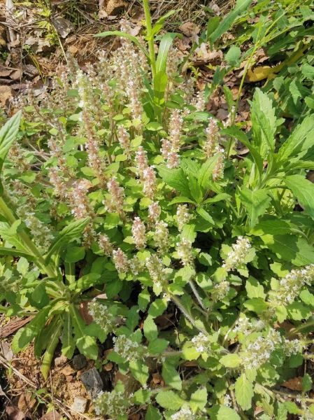 白毛夏枯草的功效与作用_白毛夏枯草能治什么病-第2张图片-山城妙识 白毛夏枯草的功效与作用_白毛夏枯草能治什么病-第2张图片-山城妙识