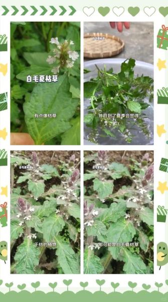 白毛夏枯草的功效与作用_白毛夏枯草能治什么病-第3张图片-山城妙识 白毛夏枯草的功效与作用_白毛夏枯草能治什么病-第3张图片-山城妙识