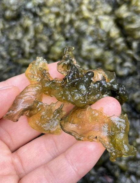 地耳菜怎么做好吃_地耳菜的功效与作用-第1张图片-山城妙识 地耳菜怎么做好吃_地耳菜的功效与作用-第1张图片-山城妙识