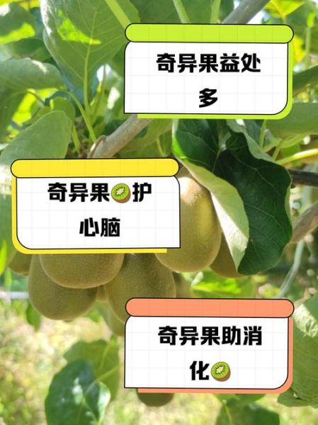 奇异果的营养价值及功效与作用_一天吃几个最好-第2张图片-山城妙识