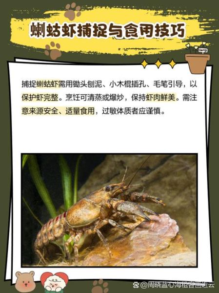 蝼蛄虾怎么吃_蝼蛄虾做法大全-第2张图片-山城妙识