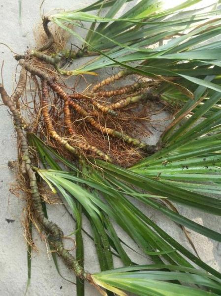 石菖蒲价格一斤多少钱_2024最新行情-第2张图片-山城妙识