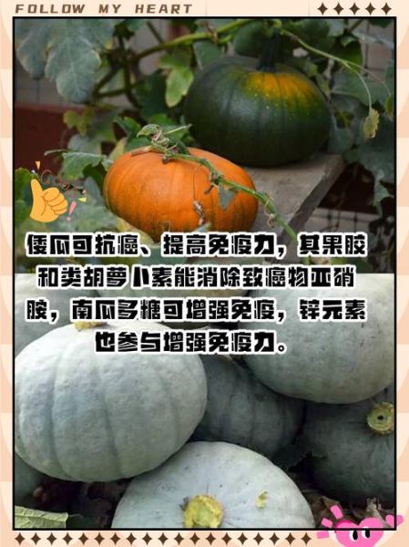 窝瓜的功效与作用有哪些_窝瓜的副作用是什么-第2张图片-山城妙识