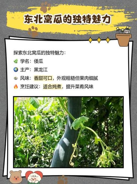 窝瓜的功效与作用有哪些_窝瓜的副作用是什么-第3张图片-山城妙识