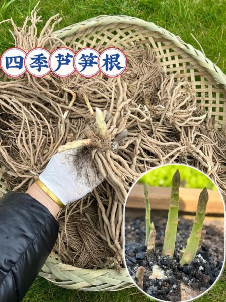 芦笋根怎么种_芦笋根最佳种植时间-第1张图片-山城妙识