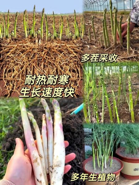 芦笋根怎么种_芦笋根最佳种植时间-第2张图片-山城妙识