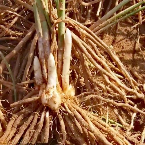 芦笋根怎么种_芦笋根最佳种植时间-第3张图片-山城妙识