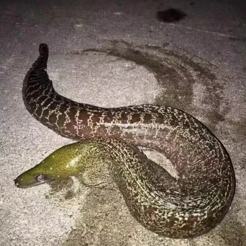 野生花鳗鱼多少钱一斤_野生花鳗鱼怎么做好吃-第2张图片-山城妙识 野生花鳗鱼多少钱一斤_野生花鳗鱼怎么做好吃-第2张图片-山城妙识