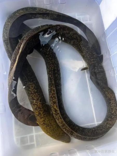 野生花鳗鱼多少钱一斤_野生花鳗鱼怎么做好吃-第1张图片-山城妙识 野生花鳗鱼多少钱一斤_野生花鳗鱼怎么做好吃-第1张图片-山城妙识