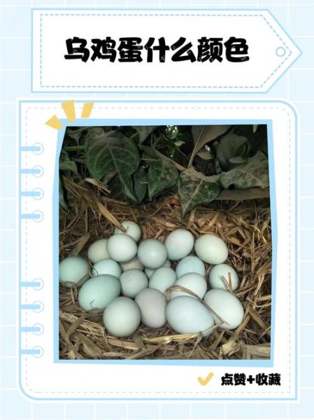 真正的乌鸡蛋是什么颜色_乌鸡蛋真假怎么分辨-第1张图片-山城妙识