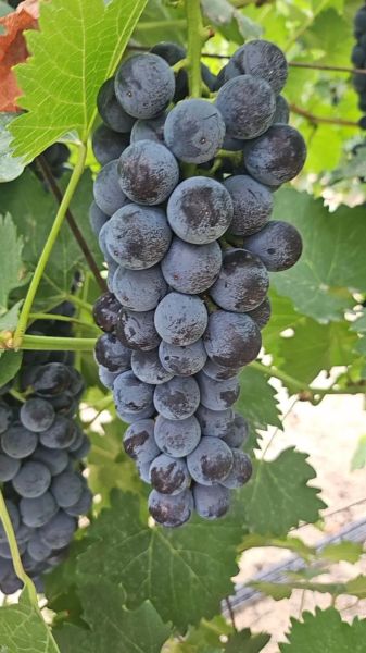 夏黑葡萄产地哪里最好_夏黑葡萄怎么挑选-第1张图片-山城妙识