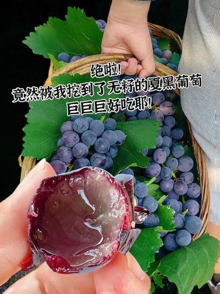 夏黑葡萄产地哪里最好_夏黑葡萄怎么挑选-第3张图片-山城妙识