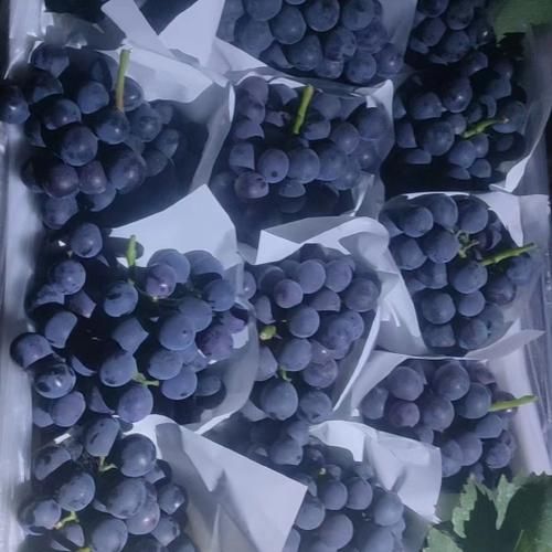 夏黑葡萄产地哪里最好_夏黑葡萄怎么挑选-第2张图片-山城妙识