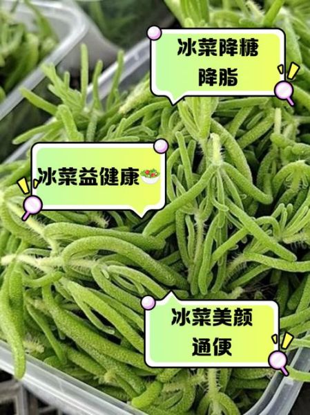 冰菜的功效与禁忌_冰菜怎么吃最健康-第3张图片-山城妙识