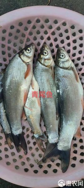 淡水野生石斑鱼有哪些品种_淡水石斑鱼图片大全-第3张图片-山城妙识