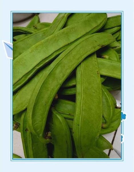 刀豆有毒吗_刀豆中毒症状有哪些-第1张图片-山城妙识 刀豆有毒吗_刀豆中毒症状有哪些-第1张图片-山城妙识