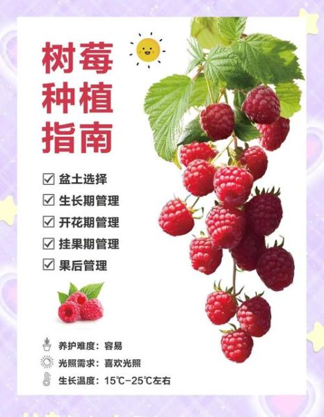 树莓的功效与作用有哪些_树莓怎么吃效果最好-第1张图片-山城妙识