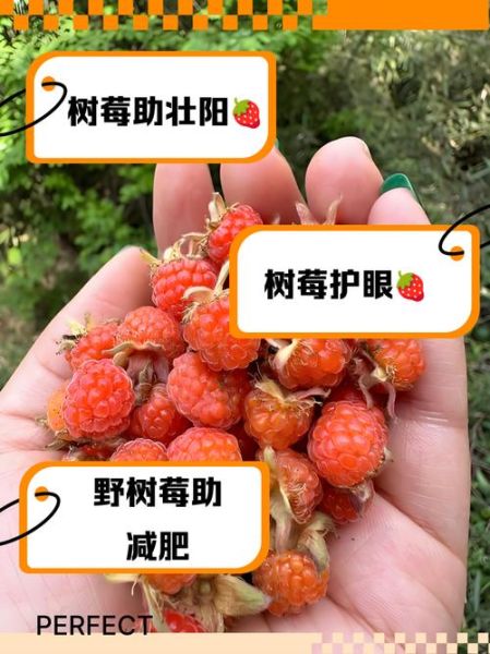树莓的功效与作用有哪些_树莓怎么吃效果最好-第2张图片-山城妙识