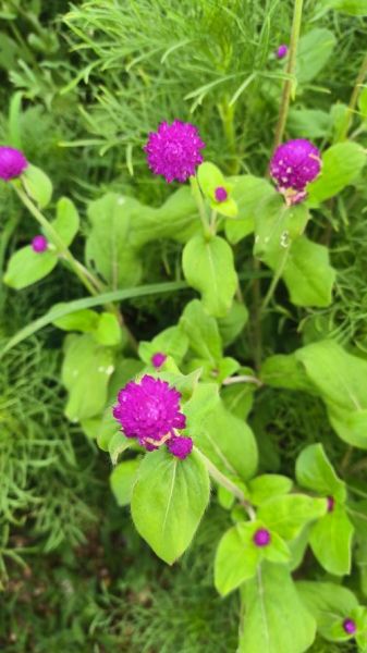 千日红图片大全大图_千日红高清壁纸怎么找-第1张图片-山城妙识