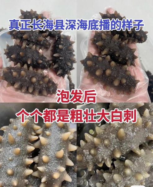 怎样买到真正的好海参_海参怎么挑选才正宗-第2张图片-山城妙识