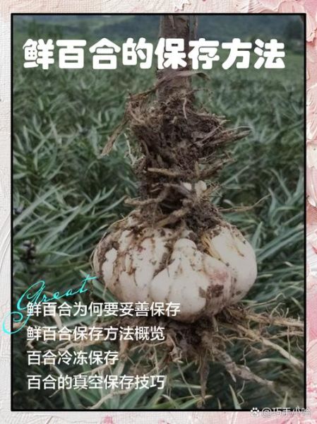 新鲜百合怎么保存_新鲜百合可以放冰箱吗-第3张图片-山城妙识 新鲜百合怎么保存_新鲜百合可以放冰箱吗-第3张图片-山城妙识