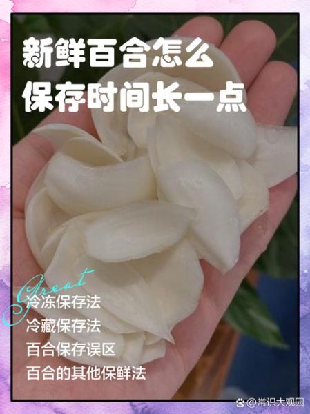 新鲜百合怎么保存_新鲜百合可以放冰箱吗-第2张图片-山城妙识 新鲜百合怎么保存_新鲜百合可以放冰箱吗-第2张图片-山城妙识