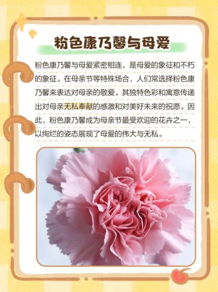 粉色康乃馨花语是什么_适合送什么人-第2张图片-山城妙识