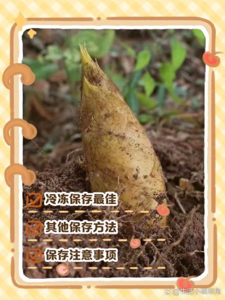 冬笋怎么挑选_冬笋怎么保存-第1张图片-山城妙识 冬笋怎么挑选_冬笋怎么保存-第1张图片-山城妙识