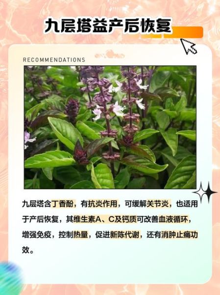 千层塔的功效与作用_千层塔怎么吃效果最好-第1张图片-山城妙识