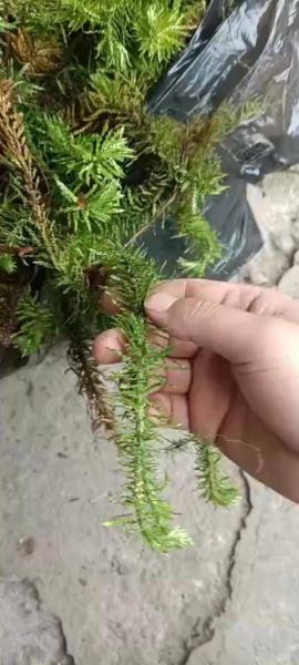 千层塔的功效与作用_千层塔怎么吃效果最好-第3张图片-山城妙识