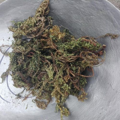 千层塔的功效与作用_千层塔怎么吃效果最好-第2张图片-山城妙识