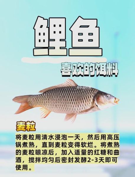 鲤鱼饵料配方大全自制_怎么做才有效-第1张图片-山城妙识 鲤鱼饵料配方大全自制_怎么做才有效-第1张图片-山城妙识