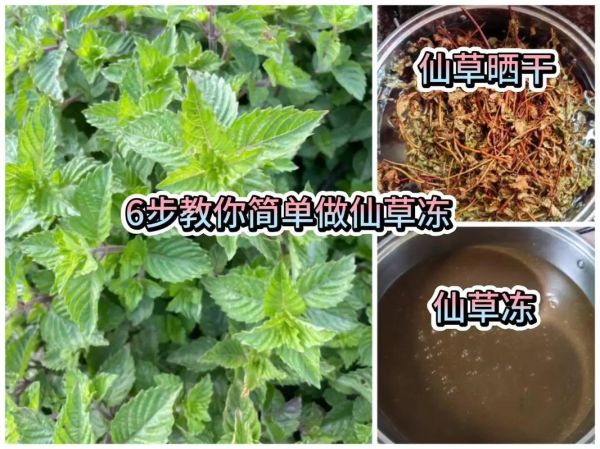 仙草汁怎么做成仙草冻_仙草冻做法步骤-第1张图片-山城妙识