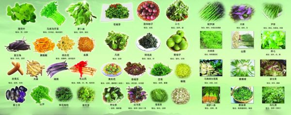 蔬菜配送公司起名字大全集_如何取名才吸睛-第3张图片-山城妙识