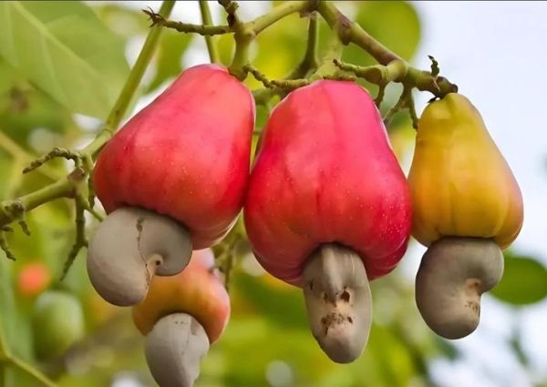 腰果梨可以吃吗_腰果梨图片怎么分辨真假-第1张图片-山城妙识