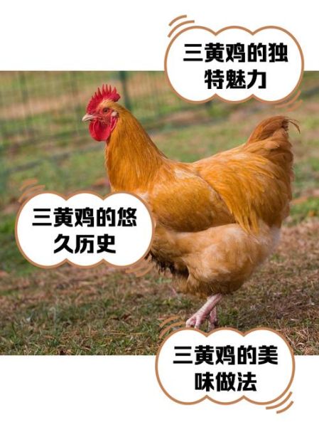 三黄鸡和白条鸡的区别_哪个更适合炖汤-第3张图片-山城妙识