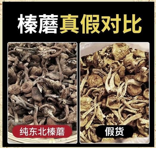 榛蘑图片大全集_榛蘑怎么分辨真假-第1张图片-山城妙识