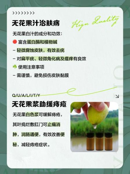 无花果白汁能治什么病_无花果白汁的功效与作用-第3张图片-山城妙识