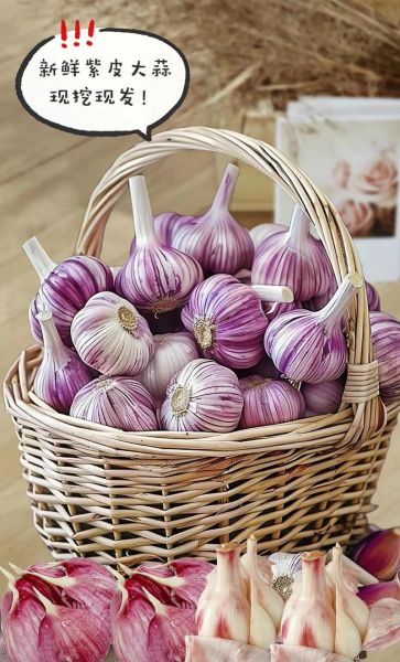 大蒜图片大全大图_实物图片怎么拍才清晰-第1张图片-山城妙识