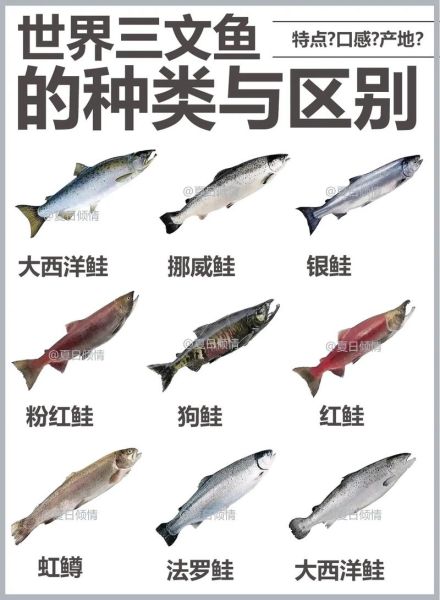 三文鱼长什么样子_三文鱼外形特征图解-第2张图片-山城妙识