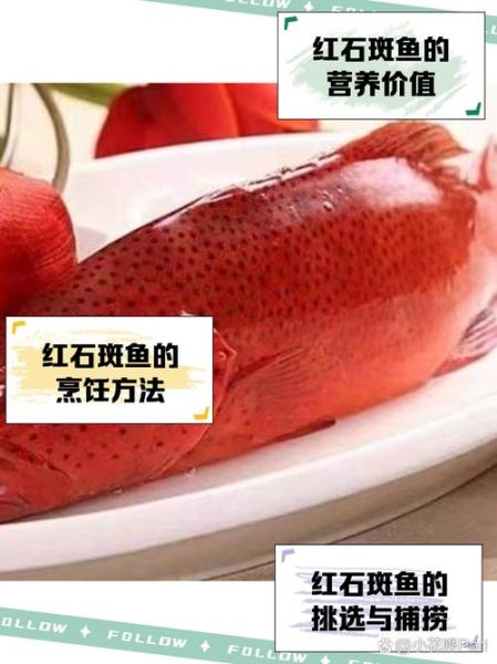 红斑鱼为什么这么贵_红斑鱼多少钱一斤-第3张图片-山城妙识 红斑鱼为什么这么贵_红斑鱼多少钱一斤-第3张图片-山城妙识