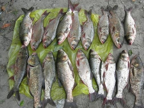 鲢怎么读_鲢鱼拼音是什么-第2张图片-山城妙识