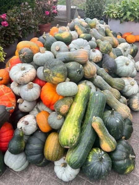 南瓜图片大全_如何挑选好南瓜-第3张图片-山城妙识