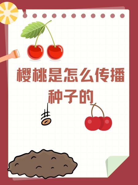 樱桃种子怎么传播_樱桃靠什么自然扩散-第1张图片-山城妙识