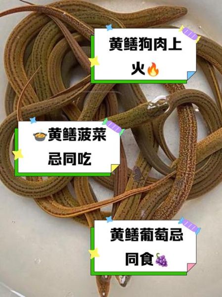 吃黄鳝的危害有哪些_黄鳝吃多了会怎样-第1张图片-山城妙识