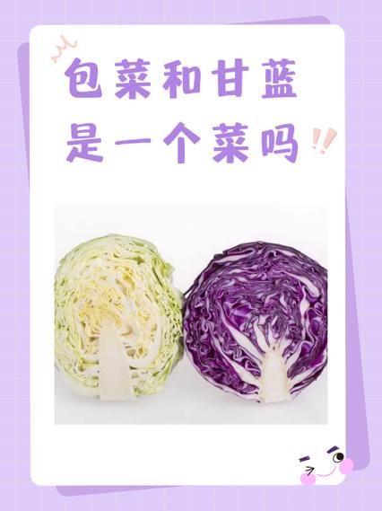 甘蓝菜是什么菜_甘蓝菜和卷心菜的区别-第2张图片-山城妙识 甘蓝菜是什么菜_甘蓝菜和卷心菜的区别-第2张图片-山城妙识